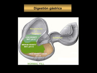 Fisiologia digestiva-del-equino | PPT