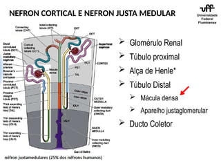 Fisiologia do Sistema Urinário AULA 1.pptx
