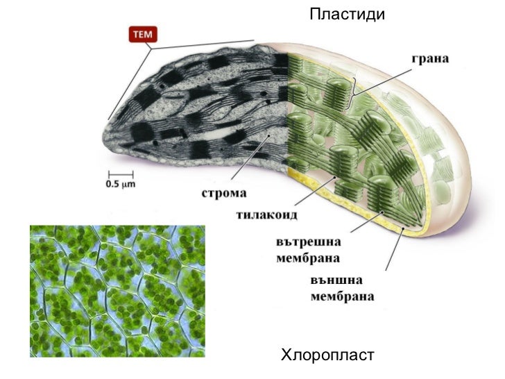 Физиология на растителната клетка (2)
