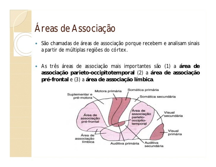O CÓRTEX CEREBRAL E AS FUNÇÕES INTELECTUAIS DO CÉREBRO
