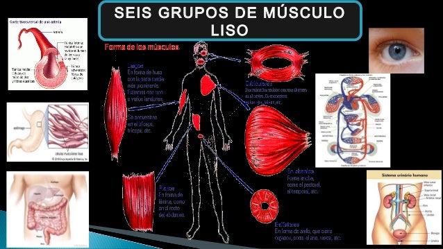 FISIOLOGÍA - MUSCULO LISO