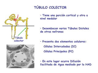 Fisiologia Renal | PPT
