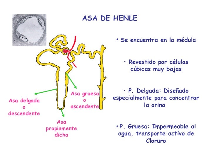 Fisiologia Renal