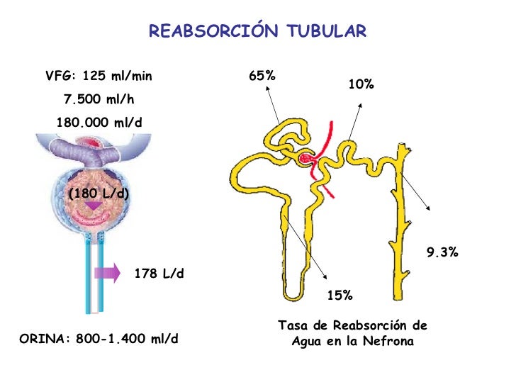 Fisiologia Renal