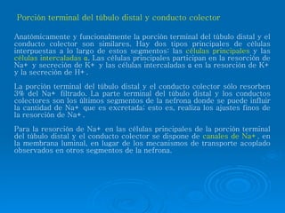 Fisiologia Renal | PPT