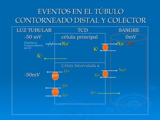 Fisiologia Renal | PPT