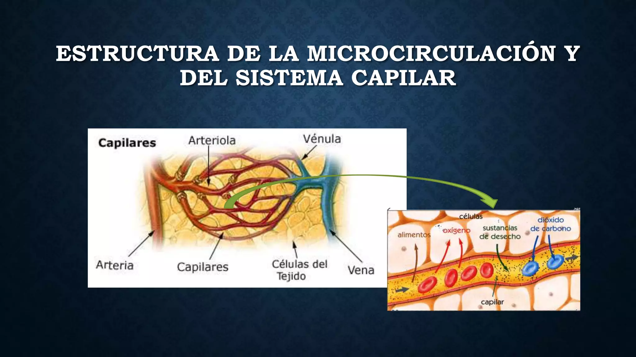La microcirculación y el sistema linfático: intercambio de liquido ...