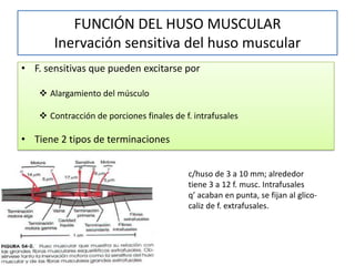 Fisiologia 2 | PPTX