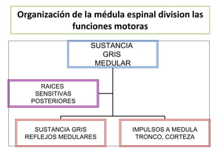 Fisiologia 2 | PPTX