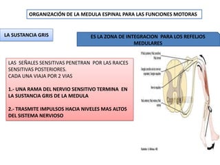 Fisiologia 2 | PPTX
