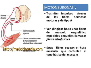 Fisiologia 2 | PPTX