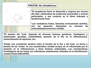 Fisiologia anatomia planta frutilla.pdf