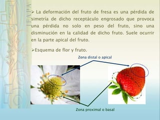 Fisiologia anatomia planta frutilla.pdf