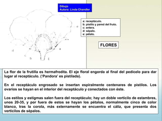 Fisiologia anatomia planta frutilla.pdf