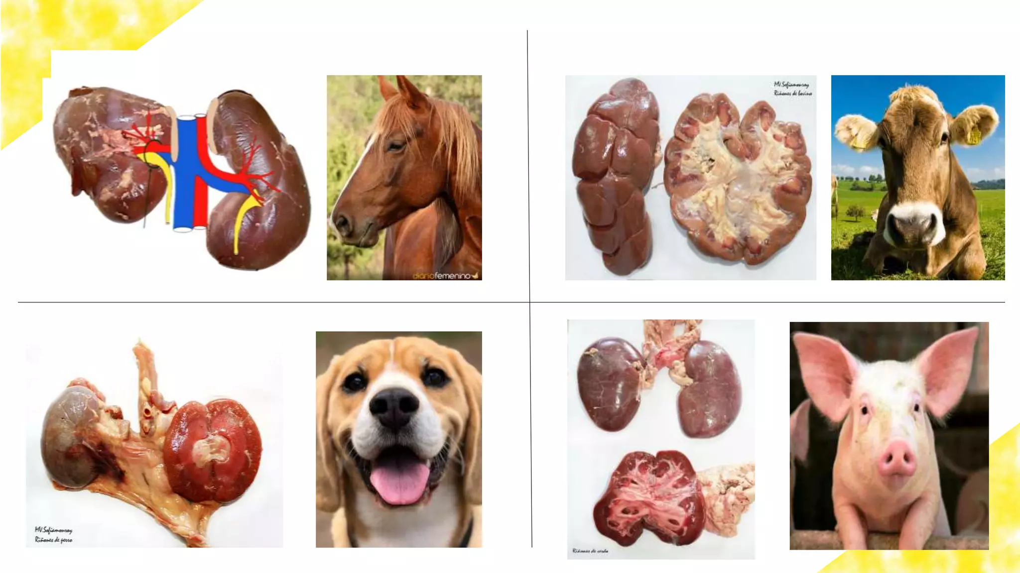 FISIOLOGIA ANIMAL - APARATO RENAL MAMIFEROS.pptx