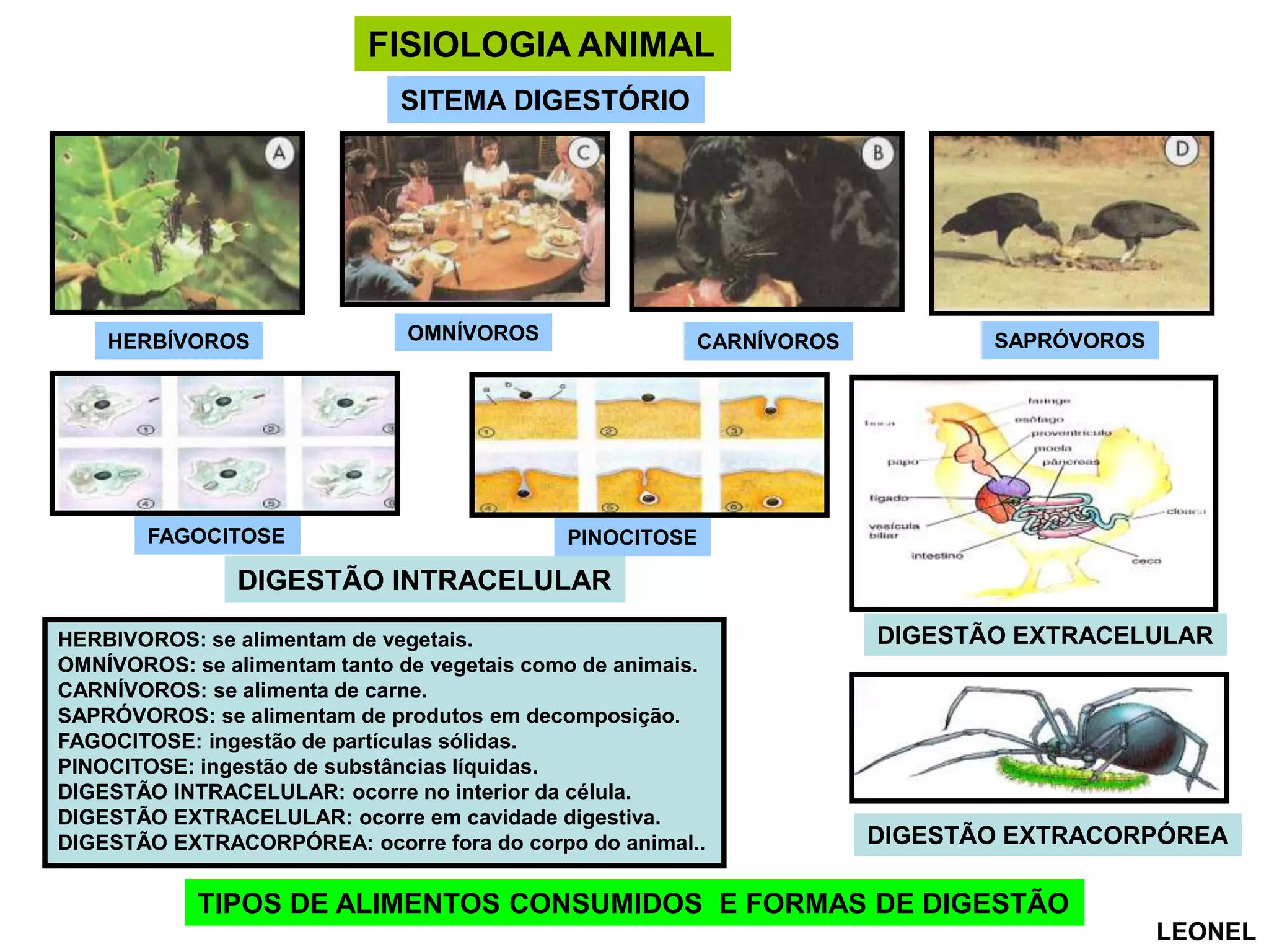 Fisiologia animal comparada (versão para aula) | PPT
