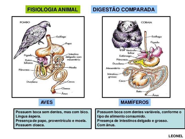Anatomia Y Fisiologia Animal Bienvenidos Al Blog De