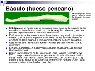 Fisiologia animal reproduccion | PDF