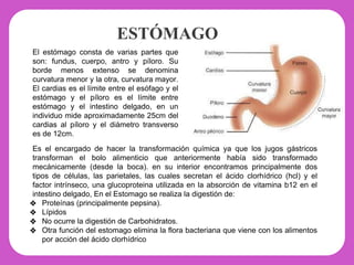 fisiologia aparato digestivo-MEDICINA..... | PDF