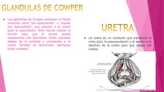 FISIOLOGIA APARATO REPRODUCTOR GRUPO 4.pptx