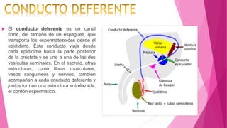 FISIOLOGIA APARATO REPRODUCTOR GRUPO 4.pptx