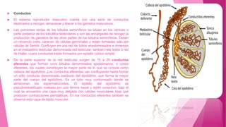 FISIOLOGIA APARATO REPRODUCTOR GRUPO 4.pptx