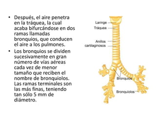 FISIOLOGIA APARATO RESPIRATORIO. BREVE RESÚMEN.... | PPTX