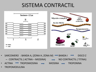 Fisiologia cardiaca | PPTX
