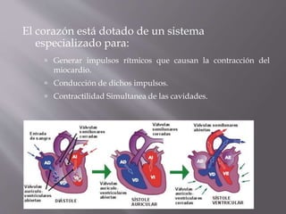 Fisiologia cardiaca | PPTX