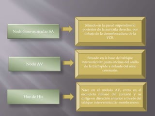 Fisiologia cardiaca | PPTX