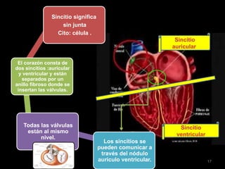 FISIOLOGIA....._CARDIO-CIRCULATORIA.pptx