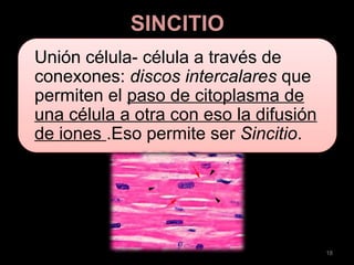 FISIOLOGIA....._CARDIO-CIRCULATORIA.pptx