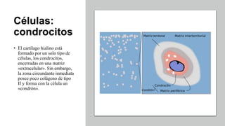 fisiologia cartilago y musculo.pptx