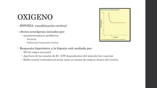 Fisiología Integral del Cerebro y Médula Espinal: Función y Regulación ...
