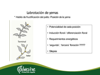 Fisiologia Cultivo de Palto Chincha 2019 | PDF