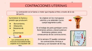 fisiologia de las contracciones uterinas | PPTX