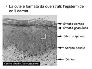 Fisiologia cutanea | PPT