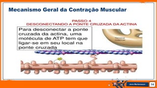Fisiologia da Contração Muscular 1.pptx