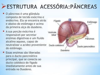 Fisiologia da Digestão sistema digestiv | PPTX