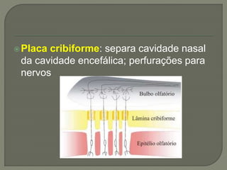 Fisiologia da olfação | PPTX