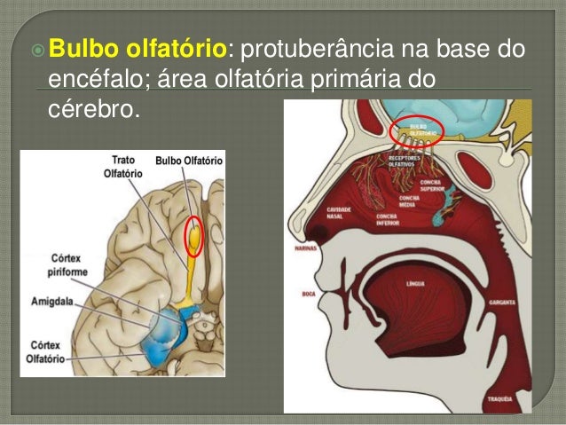 Fisiologia da olfação