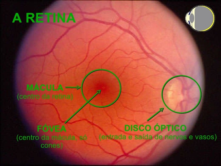 Fisiologia da visão