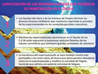 Fisiologia de aparato masculino | PPTX