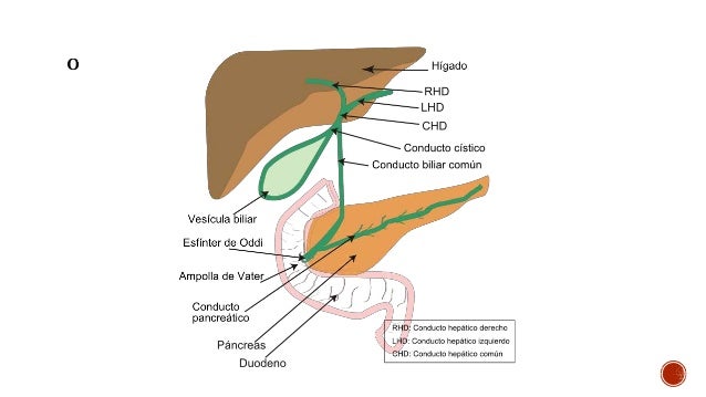 Fisiologia de bilis y via biliar