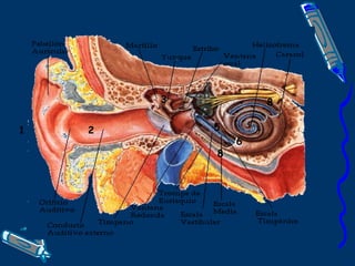 Fisiologia De La Audicion | PPT | Ear, Nose and Throat Conditions ...