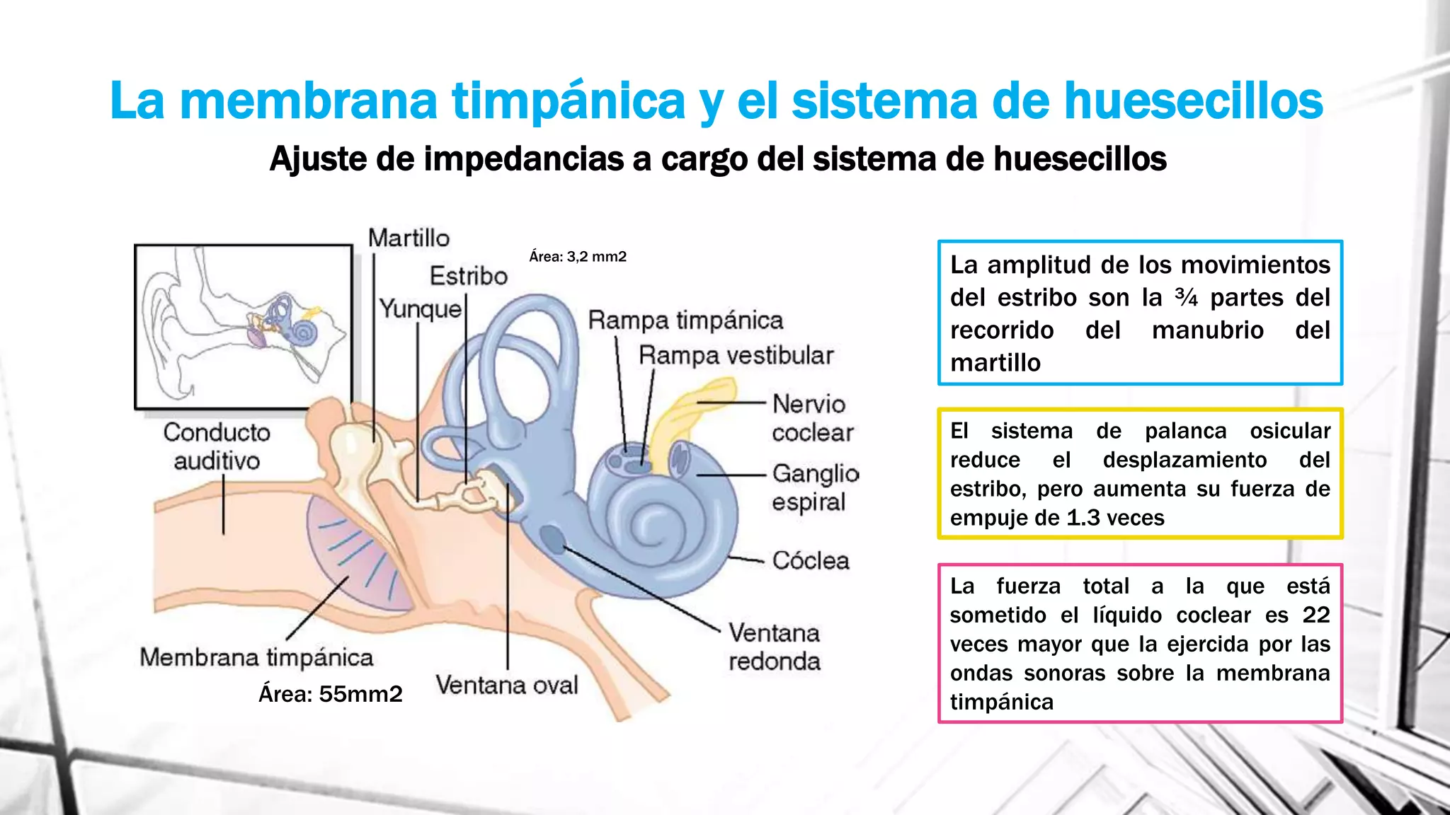 Fisiología de la audición | PPTX