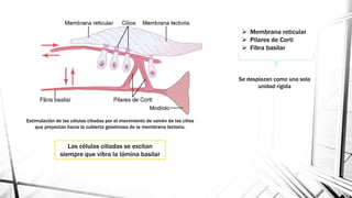 Fisiología de la audición | PPTX