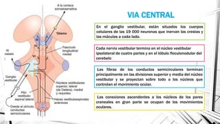 Fisiología de la audición | PPTX
