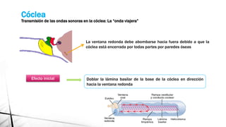Fisiología de la audición | PPTX