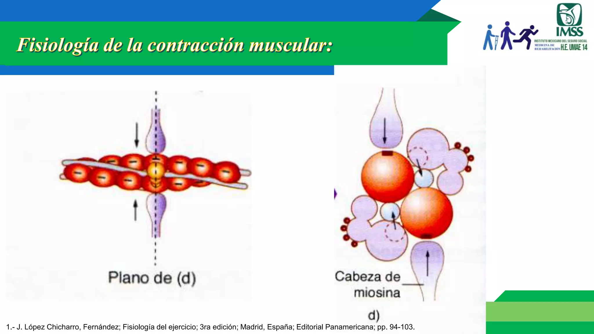 Fisiologia de la contracción.pptx